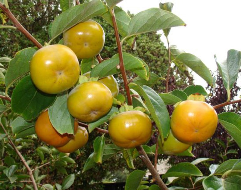 5 tác dụng của quả hồng và các món ăn cực hấp dẫn từ quả hồng