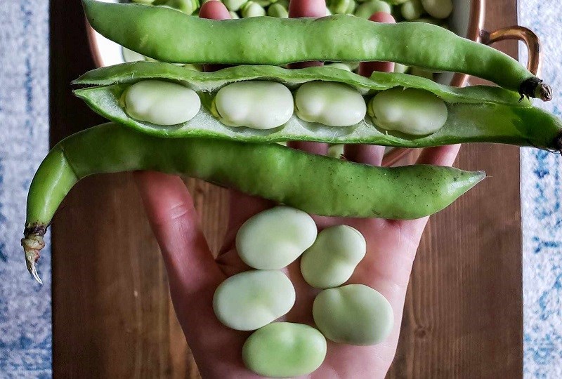 Đậu tằm - đậu fava là đậu gì? Tác dụng của đậu tằm - đậu fava với sức