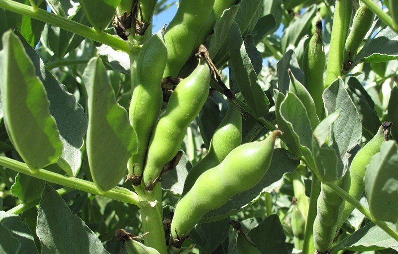 Đậu tằm - đậu fava là đậu gì? Tác dụng của đậu tằm - đậu fava với sức