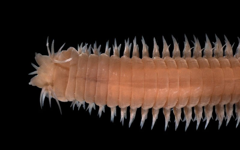 Rươi là con gì? Con rươi có tác dụng gì và các lưu ý khi ăn bạn cần bi