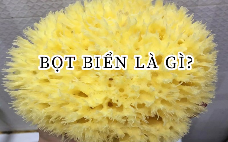 Bọt biển là gì? Công dụng của bọt biển và các dạng bọt biển thường dùn
