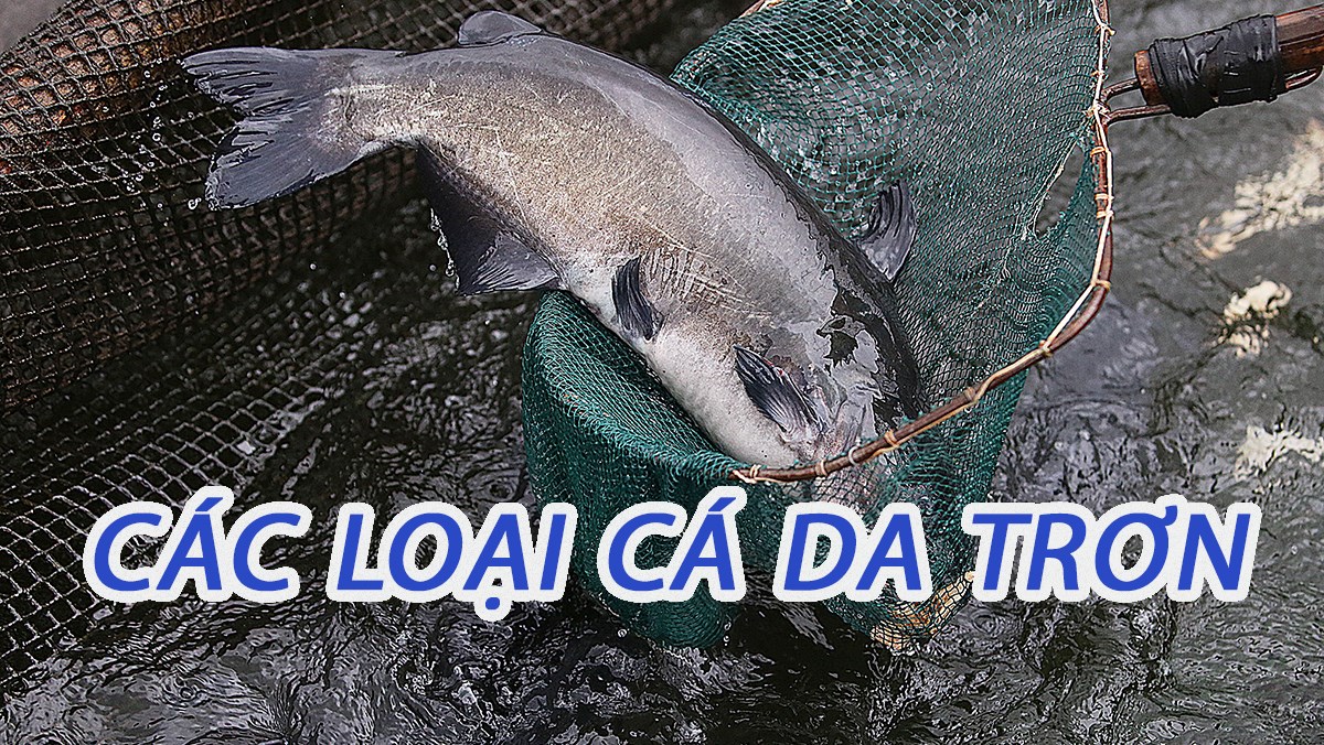 Tổng hợp các loại cá da trơn phổ biến ở Việt Nam bạn nên biết