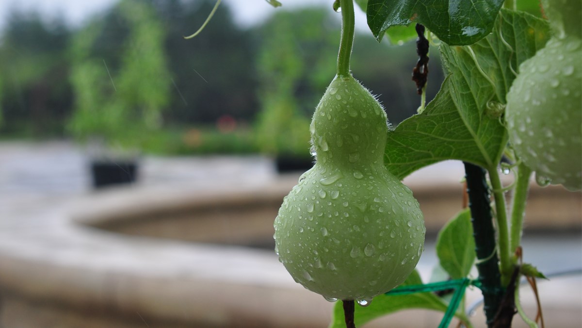 Quả bầu là gì? Các loại bầu, tác dụng của quả bầu, phân biệt bầu và bí