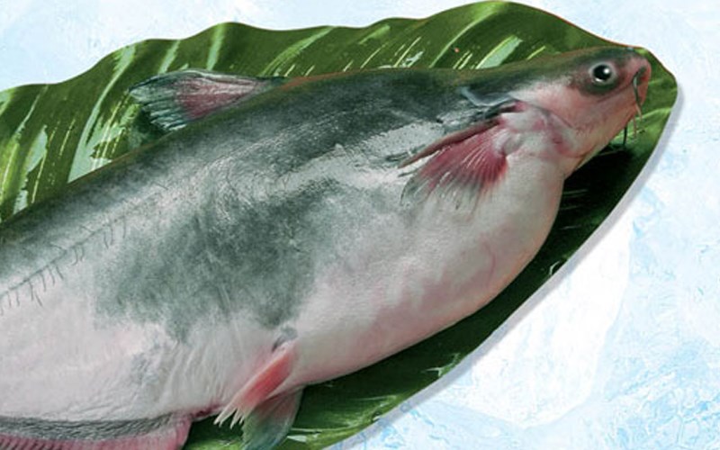 Tổng hợp các loại cá da trơn phổ biến ở Việt Nam bạn nên biết