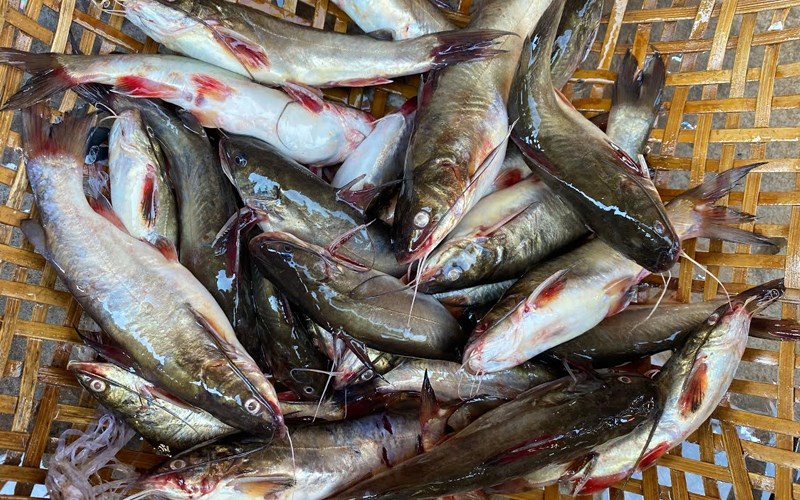 Tổng hợp các loại cá da trơn phổ biến ở Việt Nam bạn nên biết