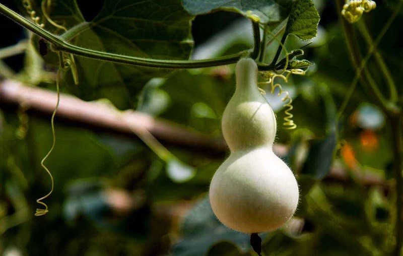 Quả bầu là gì? Các loại bầu, tác dụng của quả bầu, phân biệt bầu và bí