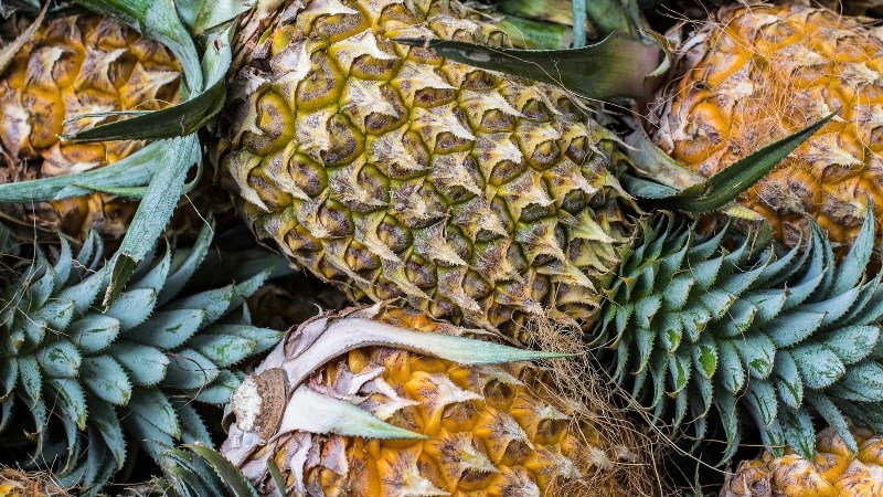 Tổng hợp các loại giống dứa phổ biến trên thế giới, bạn đã biết chưa?