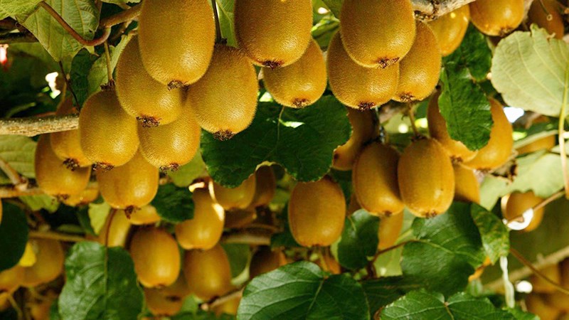Kiwi là quả gì, vào mùa nào? Cách chọn mua, giá bán và các món ngon từ kiwi