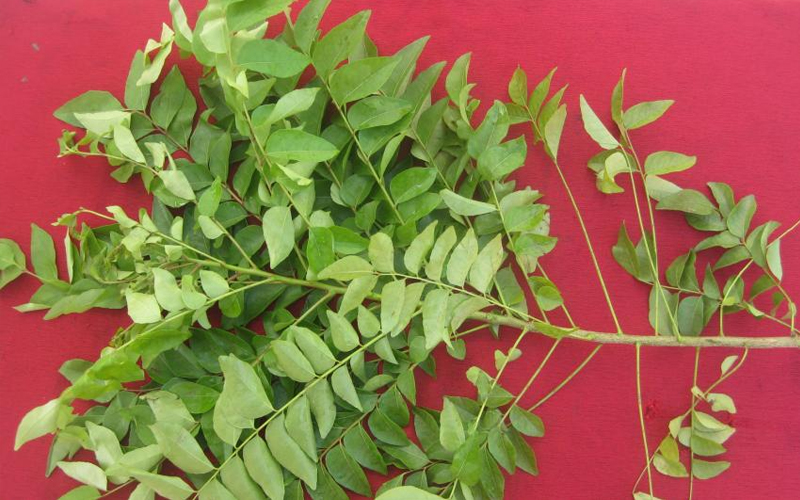 Lá cà ri là gì? Công dụng của lá cà ri