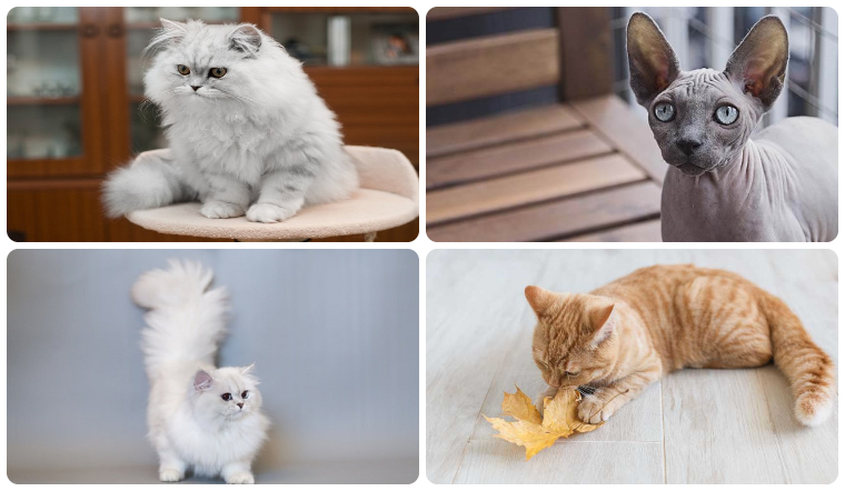 Top 9 loại mèo cảnh đẹp và phổ biến nhất Việt Nam