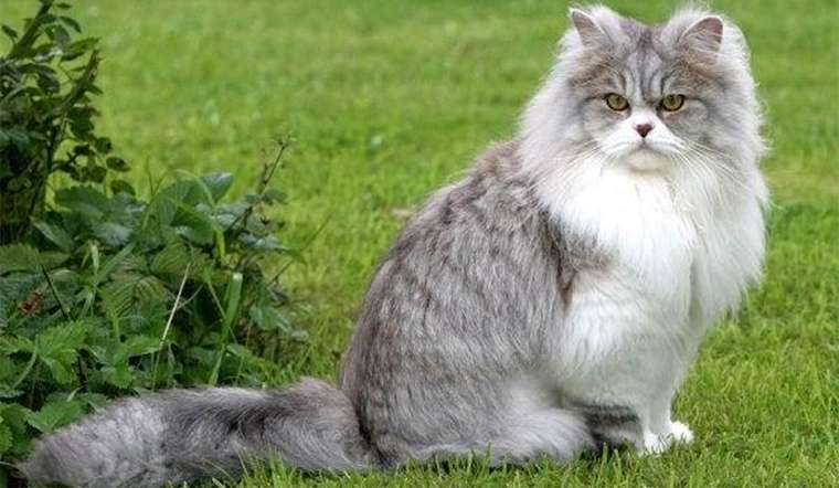 Định nghĩa mèo ald là gì và cách nhận biết