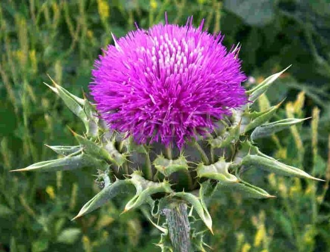 Tìm hiểu về thuốc milk thistle trị bệnh gì và tác dụng của nó