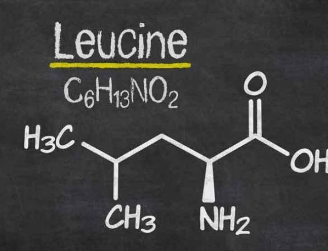 Leucine là gì? Tác dụng của leucine đối với cơ thể