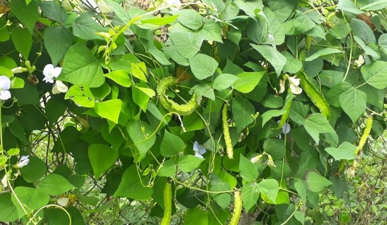 Cách trồng đậu rồng để có trái to đủ ăn