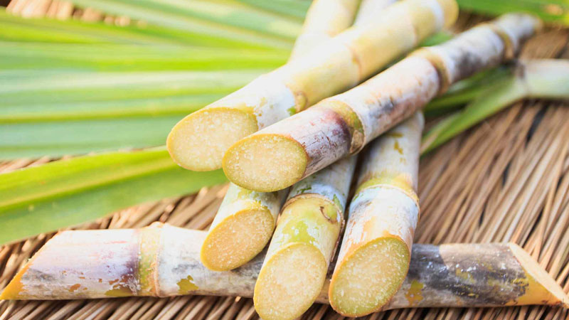 Sucrose (saccharose) là gì?Vai trò của sucrose đối với sức khỏe