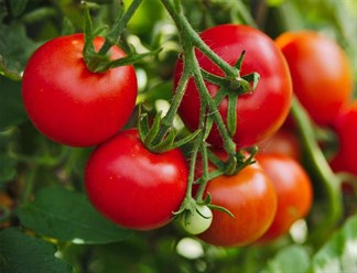 Tác dụng của fruitflow đối với sức khỏe tim mạch