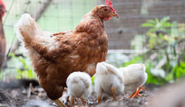 Giá gia cầm hôm nay 28/11/2022: Ngày đầu tuần ổn định