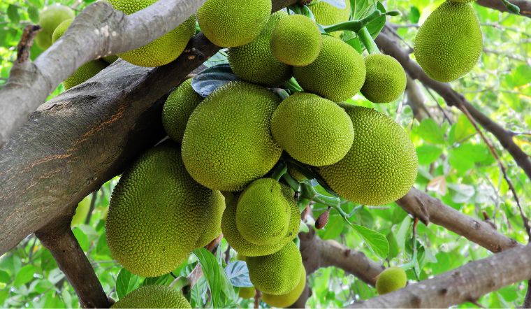 Giá mít Thái hôm nay 02/12/2022: Giá không đổi so với hôm qua