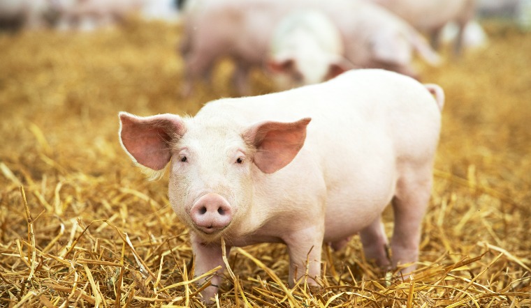 Giá heo hơi hôm nay 18/1/2023: Vẫn duy trì mức giá ổn định