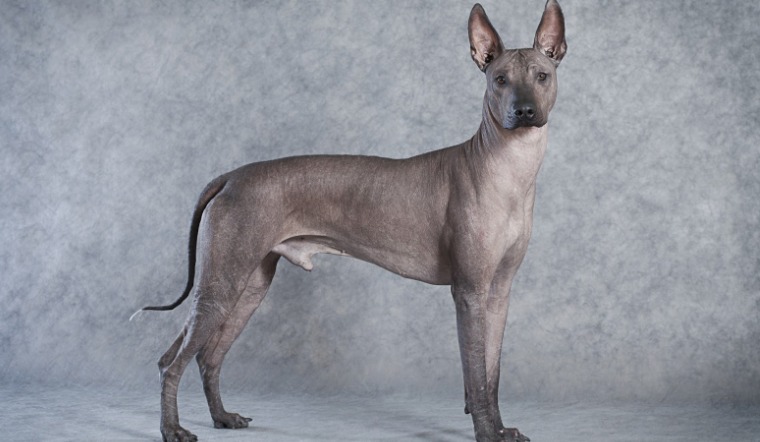 Chó Xoloitzcuintle có nguồn gốc, đặc điểm, cách nuôi, giá bán như thế nào?