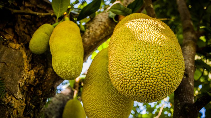 Giá mít Thái hôm nay 20/02/2023: Giá mít hôm nay không thay đổi