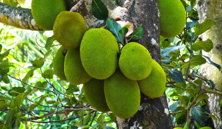 Giá mít Thái hôm nay 20/02/2023: Giá mít hôm nay không thay đổi