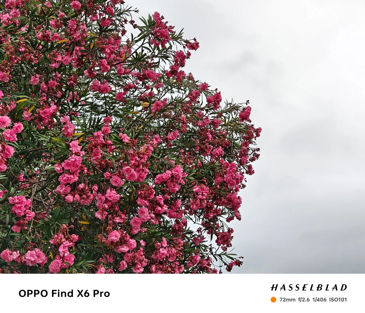 Đánh giá OPPO Find X6 Pro: Nhiếp ảnh đỉnh cao với camera Hasselblad