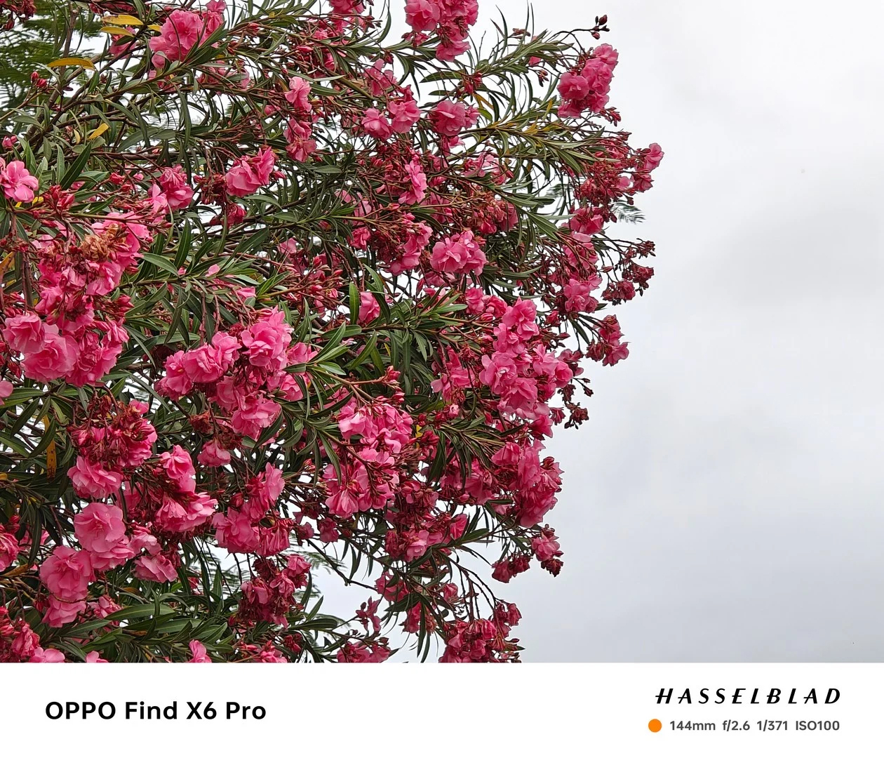 Đánh giá OPPO Find X6 Pro: Nhiếp ảnh đỉnh cao với camera Hasselblad