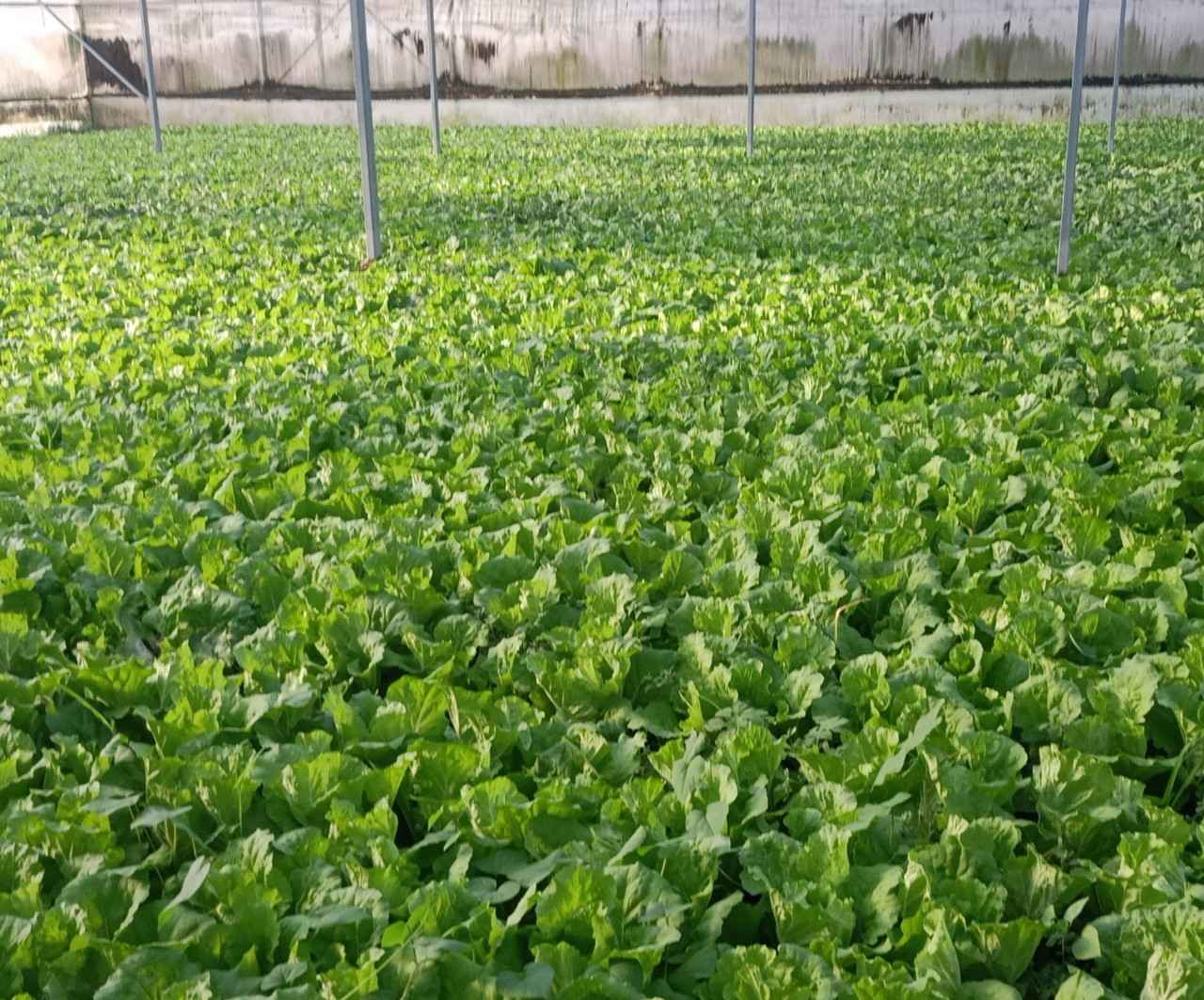 Truy xuất nguồn gốc Cải dún 4KFarm gói 300g ngày 11/04/2023