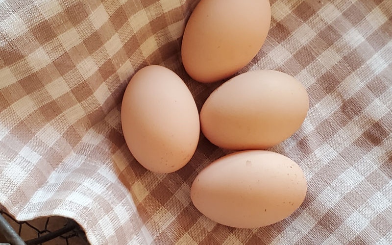 Giá gia cầm hôm nay 02/06/2023: Vịt đồng loạt tăng giá ở nhiều nơi