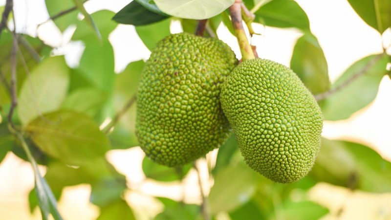 Giá mít Thái hôm nay 16/8/2023: Mít Kem tăng thêm từ 2.000-3.000 đồng/kg