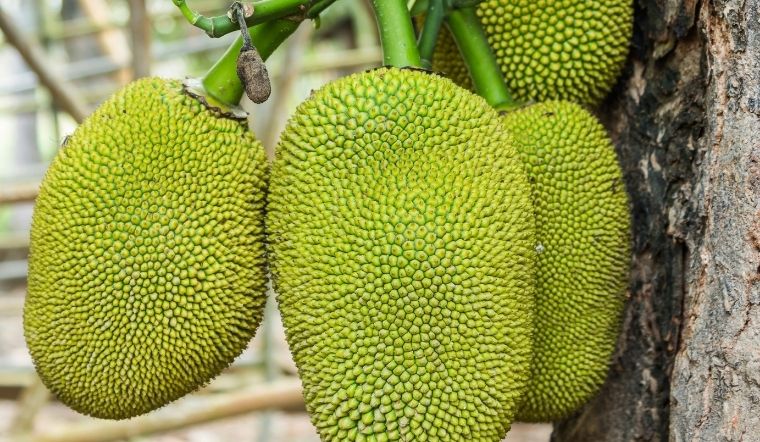 Giá mít Thái hôm nay 17/8/2023: Tiếp tục tăng 2.000 - 4.000 đồng/kg