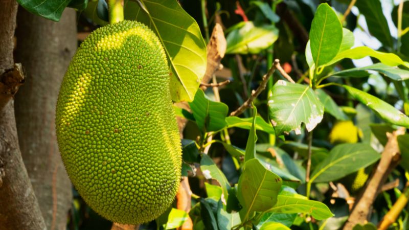 Giá mít Thái hôm nay 17/8/2023: Tiếp tục tăng 2.000 - 4.000 đồng/kg