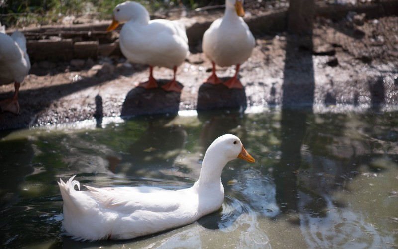 Giá gia cầm hôm nay 22/08/2023: Giá gà Mía tăng, vịt biến động