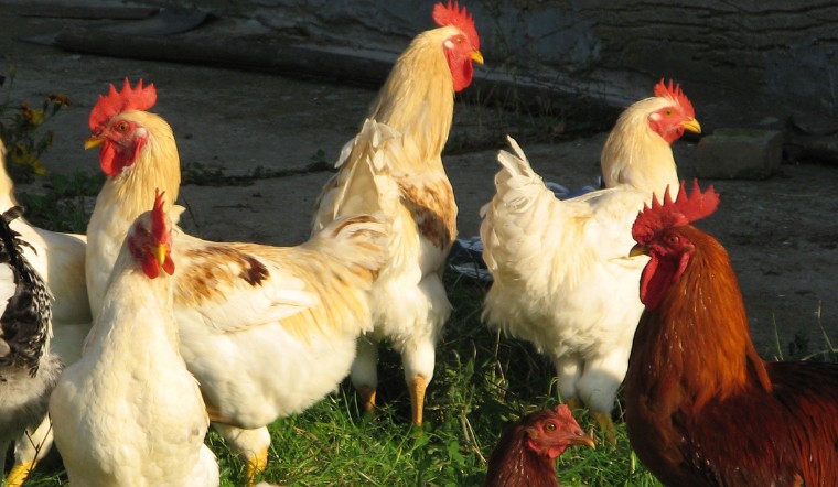 Giá gia cầm hôm nay 22/08/2023: Giá gà Mía tăng, vịt biến động