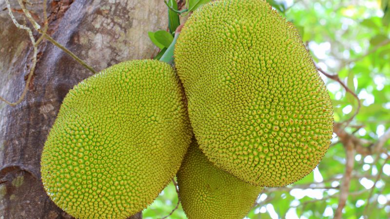 Giá mít Thái hôm nay 29/8/2023: Bất ngờ giảm 2.000-3.000 đồng/kg