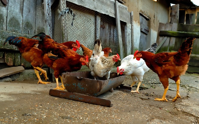 Giá gia cầm hôm nay 25/09/2023: Yên ắng ngày đầu tuần