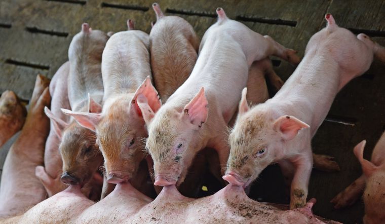 Giá heo hơi hôm nay 2/3: Chững lại, cao nhất 57.000 đồng/kg