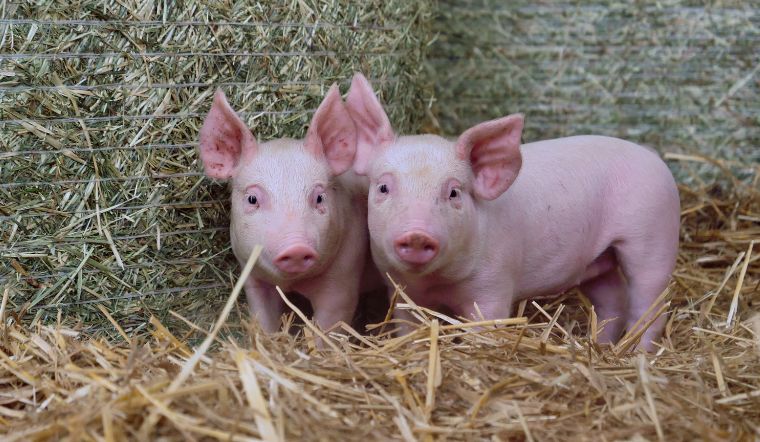 Giá heo hơi hôm nay 28/3: Miền Bắc giảm 1.000 đồng/kg