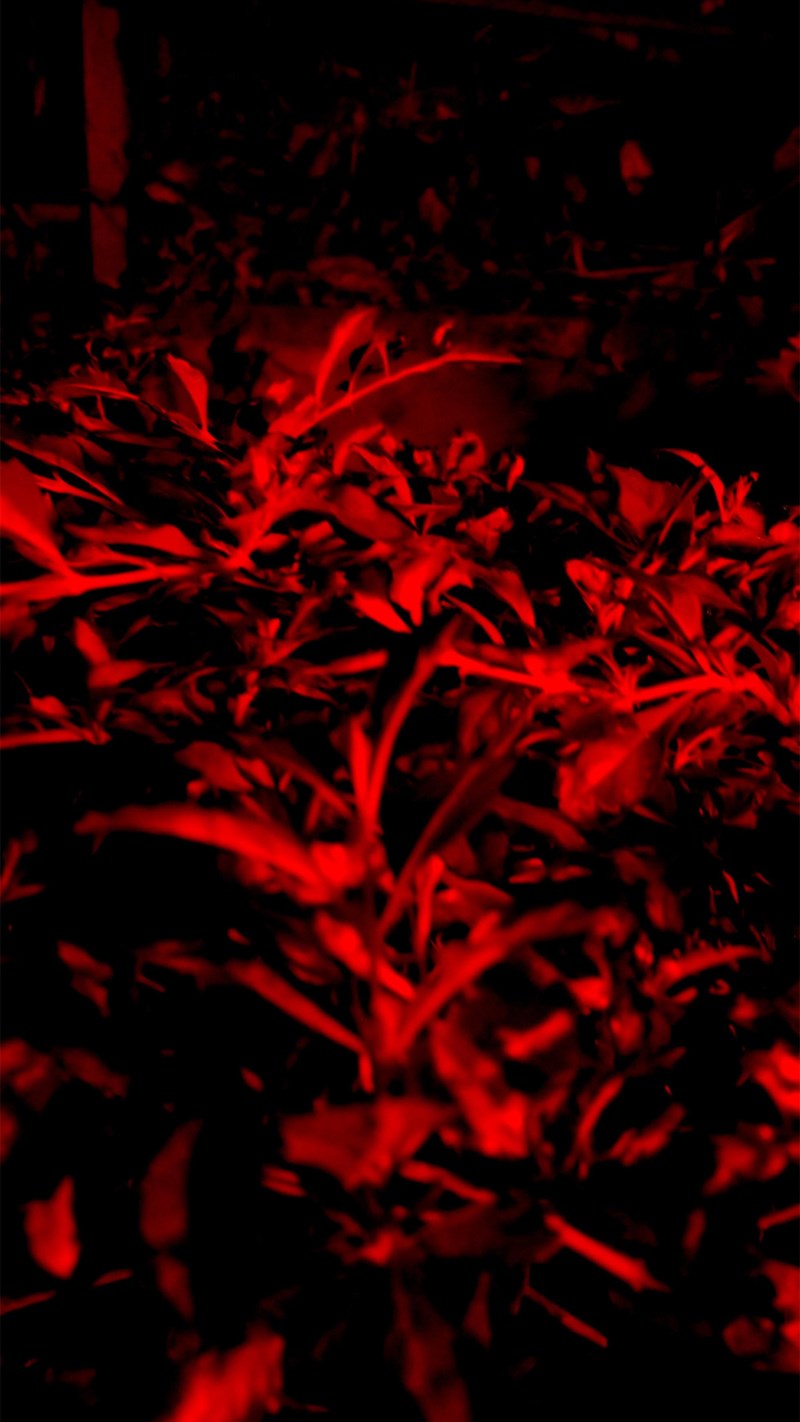 100+ Hình nền, ảnh màu đỏ đẹp full HD cho máy tính, điện thoại