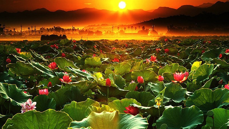 Top 10 Hình ảnh hoa sen đẹp nhất thế giới Những điểm đến tuyệt đẹp