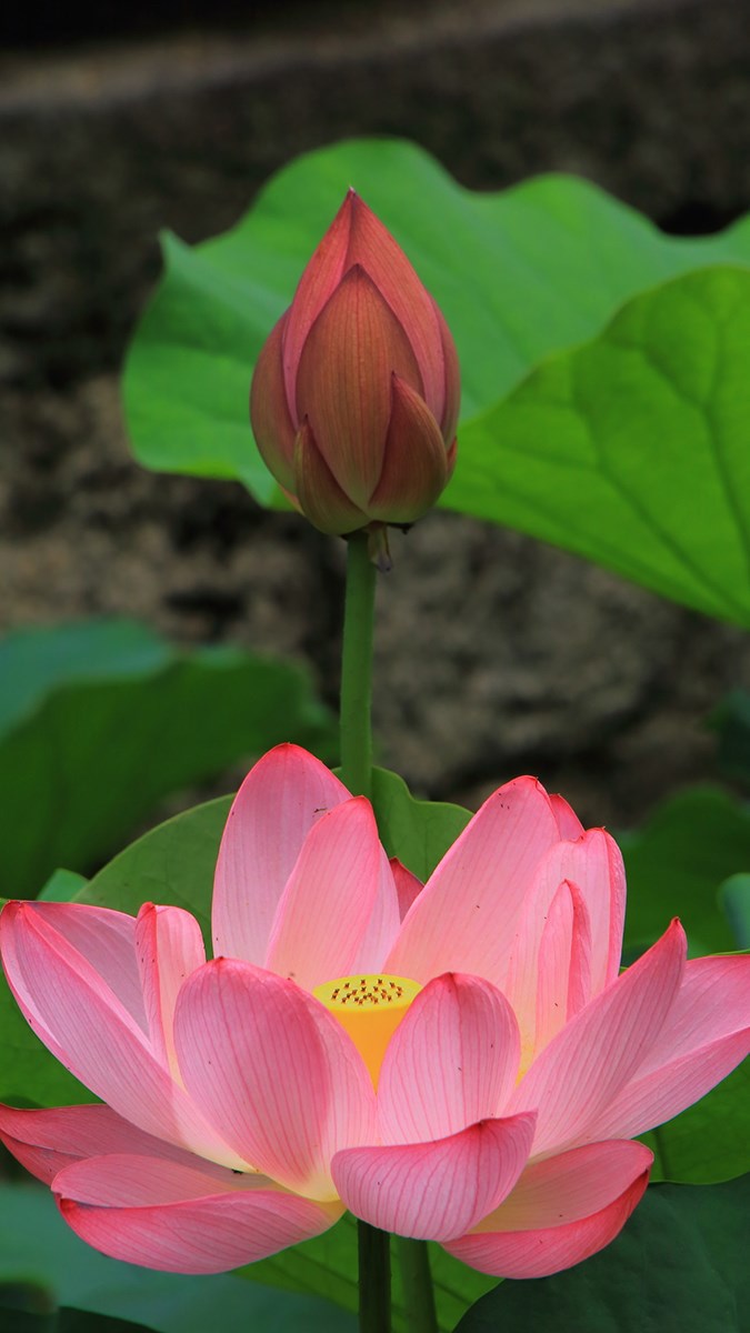 Ảnh sen đẹp: Tận hưởng vẻ đẹp thanh tao của sen [Bấm vào ngay!]