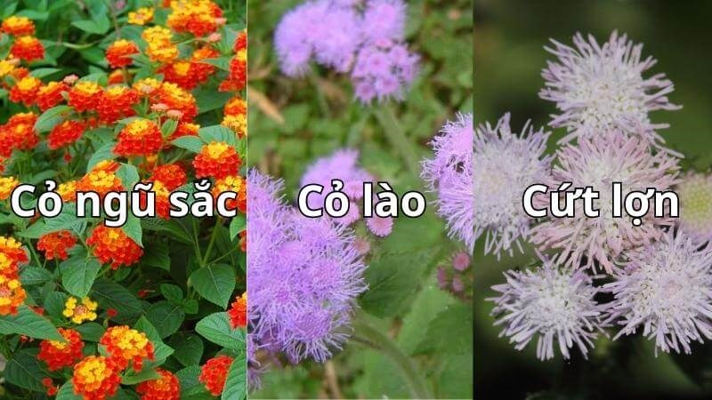 Hoa cứt lợn: 16 tác dụng và cách chữa viêm xoang an toàn