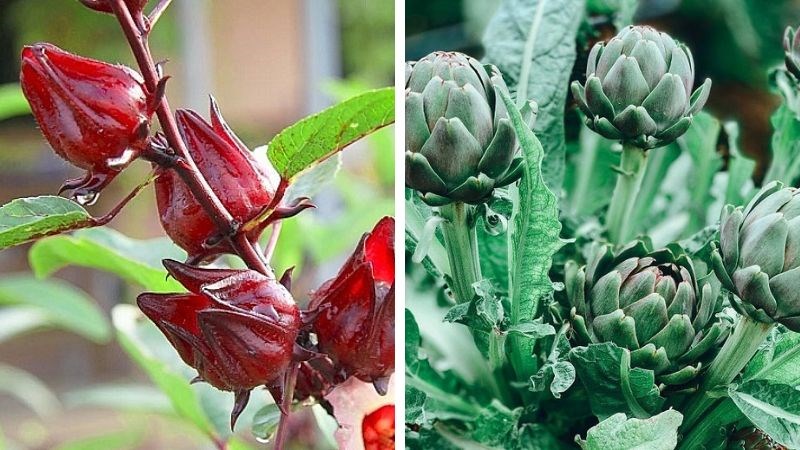 Atiso đỏ có tác dụng gì? 15 công dụng của atiso đỏ với sức khỏe