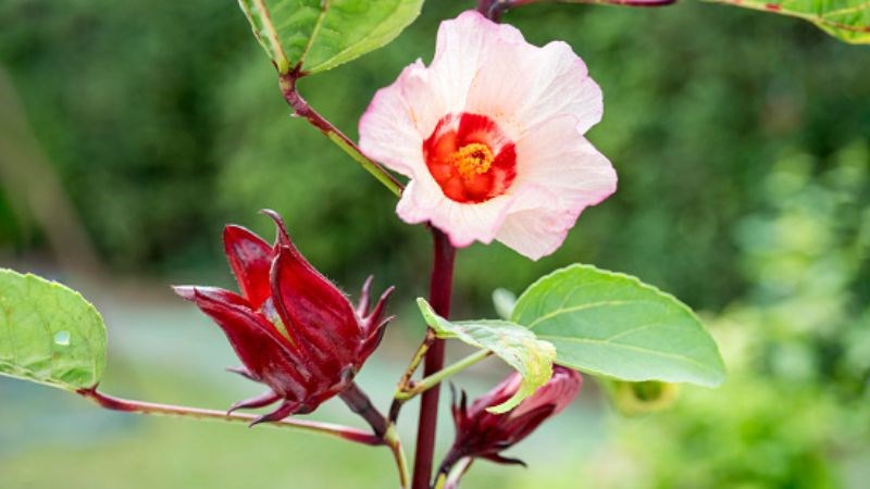 Atiso đỏ có tác dụng gì? 15 công dụng của atiso đỏ với sức khỏe