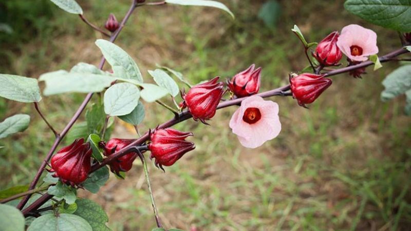 Atiso đỏ có tác dụng gì? 15 công dụng của atiso đỏ với sức khỏe