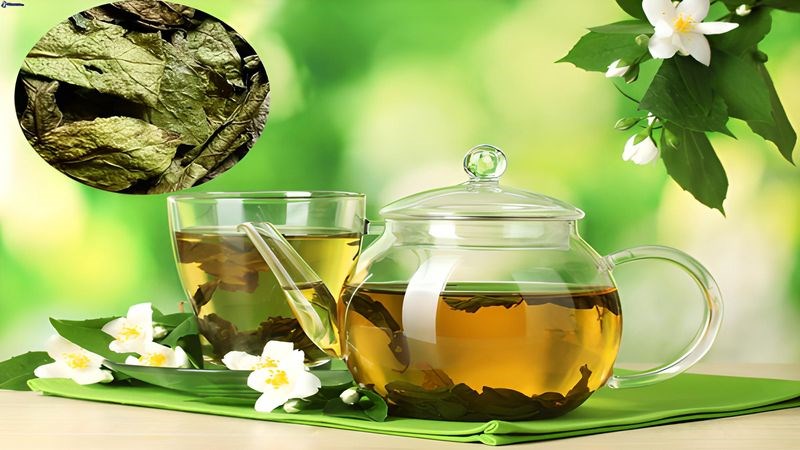 Cây xạ đen có tác dụng gì? 8 công dụng và cách dùng tốt cho sức khỏe