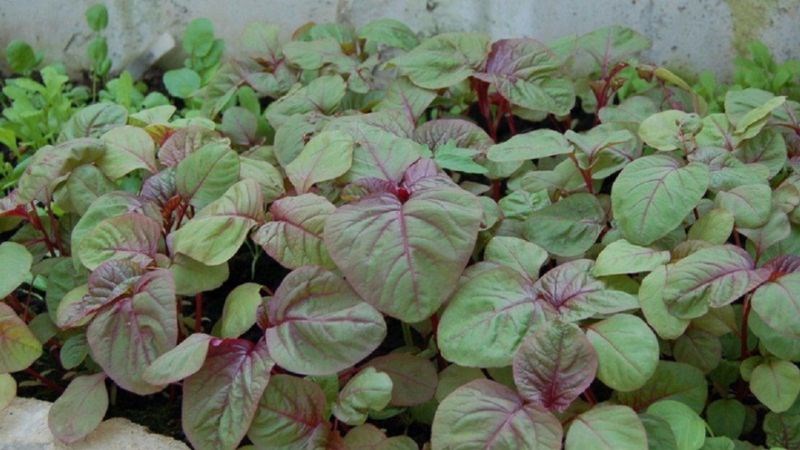 Rau dền có tác dụng gì? 8 công dụng của rau dền với sức khỏe