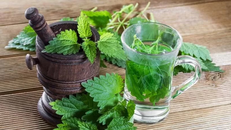 Bạc hà có tác dụng gì? 9 công dụng của bạc hà trong chữa bệnh