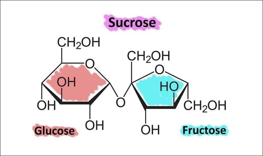 Sucrose (saccharose) là gì? Có tốt không? Vai trò của đường sucrose